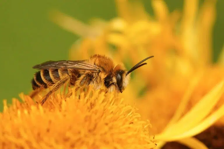 Types of bees: 10 bees you’ve probably never heard of | Alvéole
