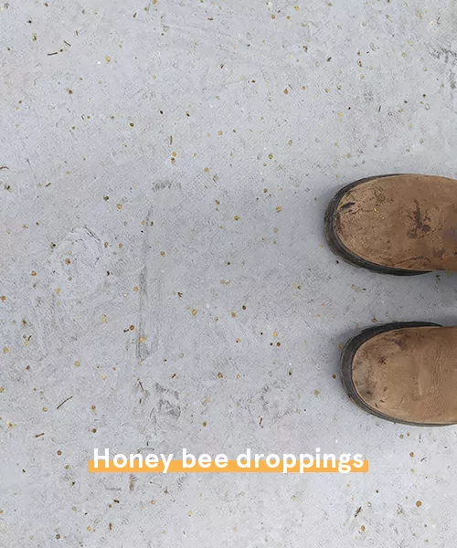 5 facts about bees that will blow your mind | Alvéole