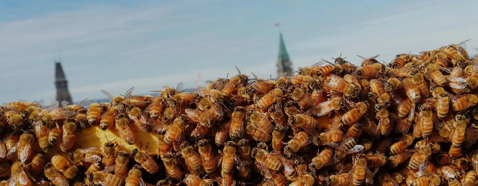 The 7 roles of a worker bee | Alvéole