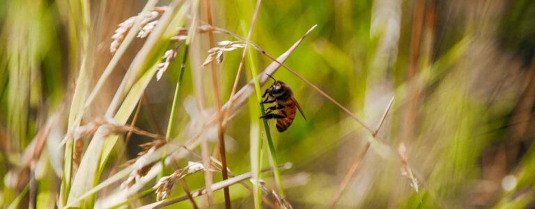 The 7 roles of a worker bee | Alvéole