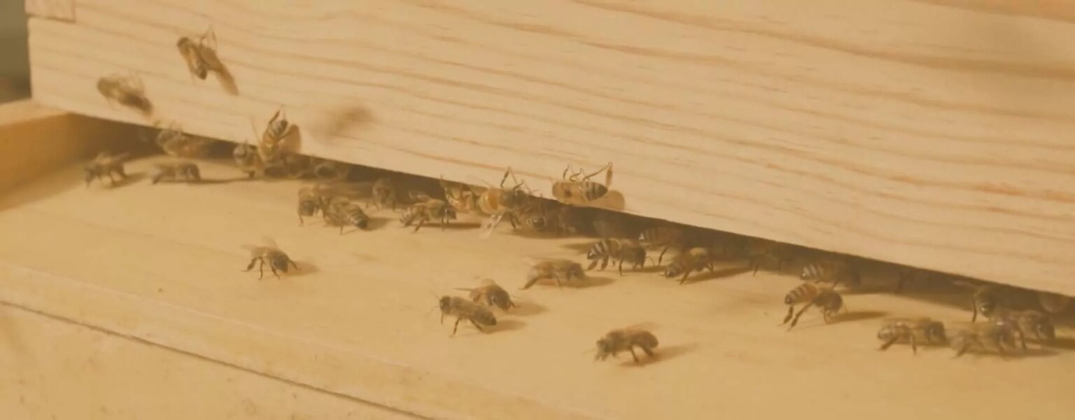 The 7 roles of a worker bee | Alvéole