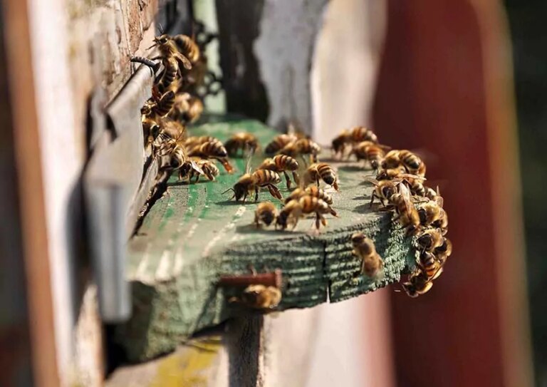 The 7 roles of a worker bee | Alvéole