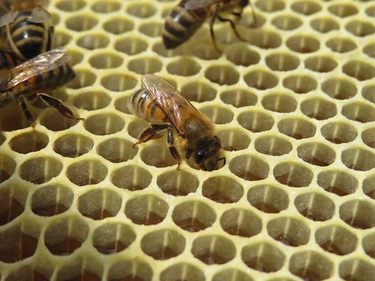 The 7 roles of a worker bee | Alvéole