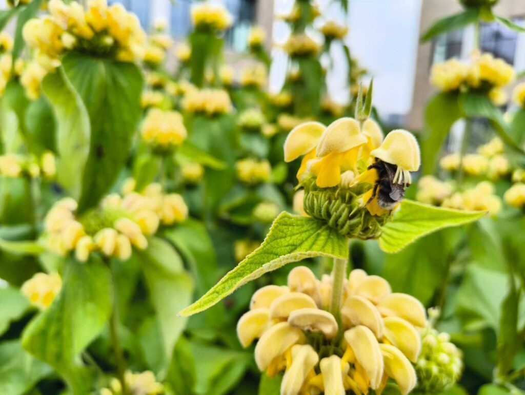 Why responsible urban beekeeping matters for London properties | Alvéole